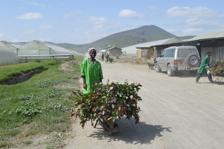 Kenya: Oserian aims to become carbon neutral