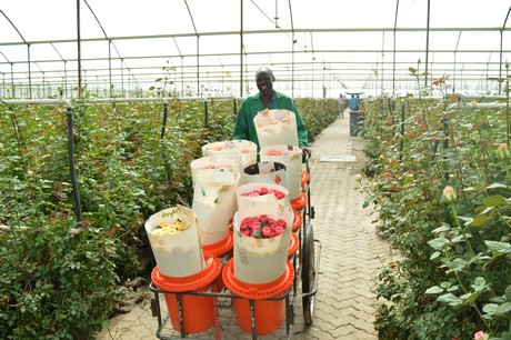 Kenya: Oserian aims to become carbon neutral