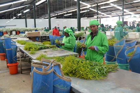 Kenya: Oserian aims to become carbon neutral