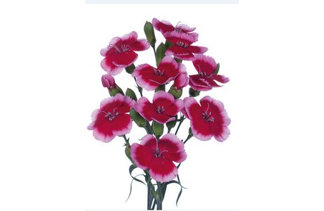 Mount Kenya Alstroemeria expands with spray carnation