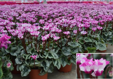 Something for everyone