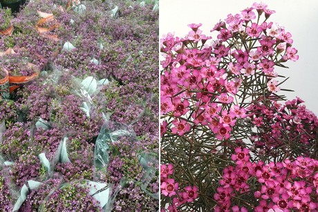 Jupiter: New voluminous and terminal flowering wax flower