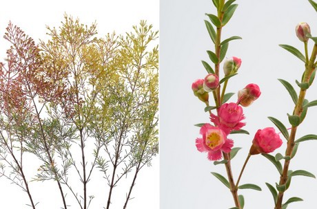 Jupiter: New voluminous and terminal flowering wax flower