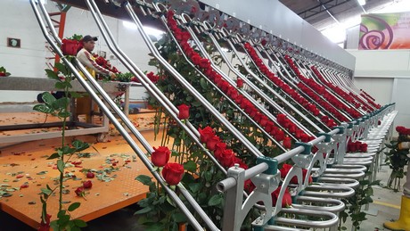 Ecuador: Naranjo Group gears up for Valentine's Day with new grading ...