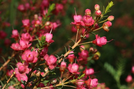 Production of new variety Rey increasing