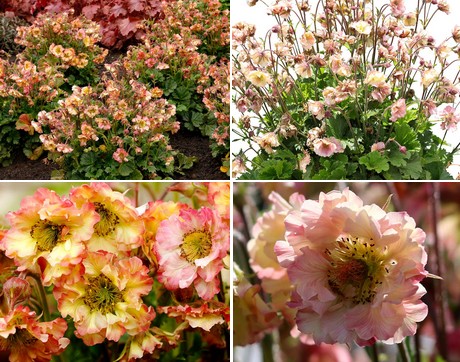 Geum combines long bloom with attractive foliage