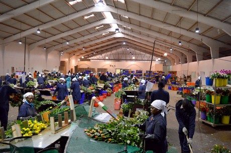 Kenya: A walk through a 60ha flower farm in Thika